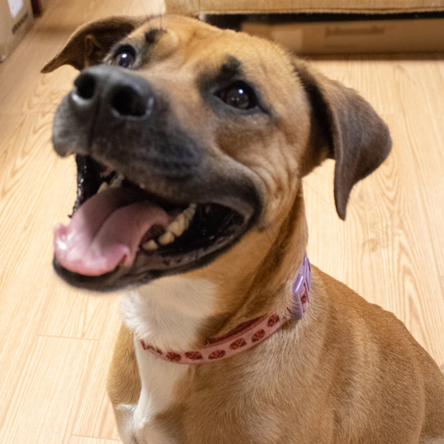 PROMISING PETS – The Promise