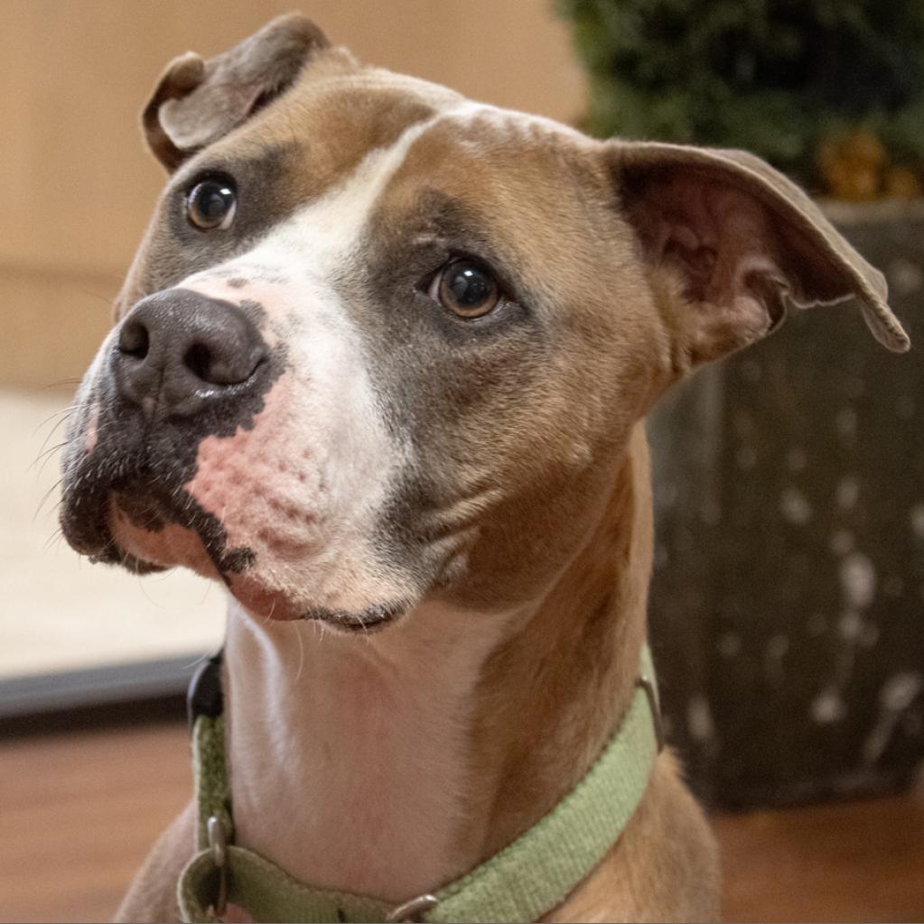 PROMISING PETS – The Promise