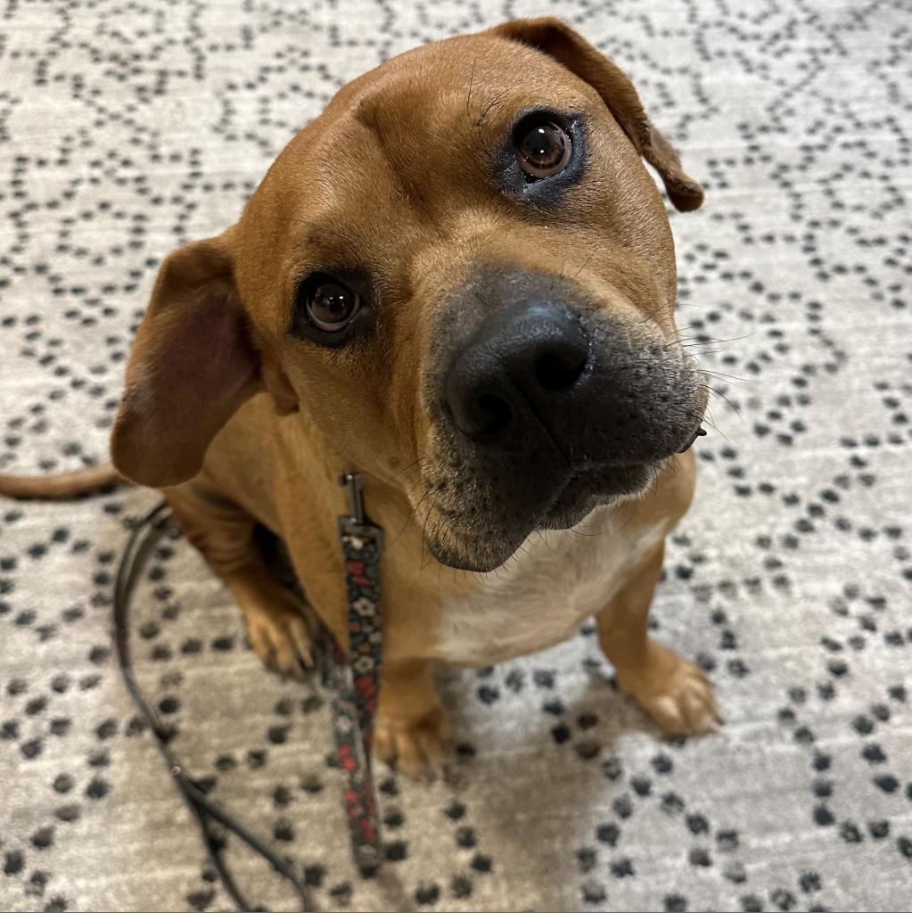 PROMISING PETS – The Promise